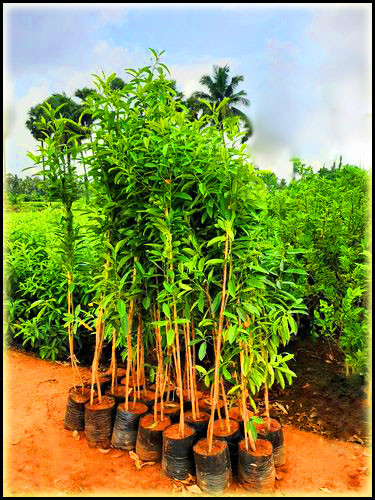 Rudraksha Tree Rudraksha Plant Rudraksha Lovers